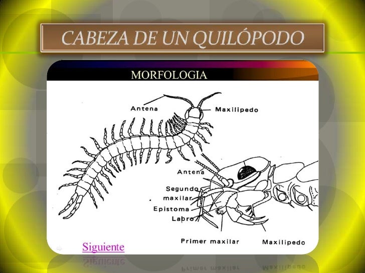 Quilópodos (ciempiés) y diplopodos (milpiés)