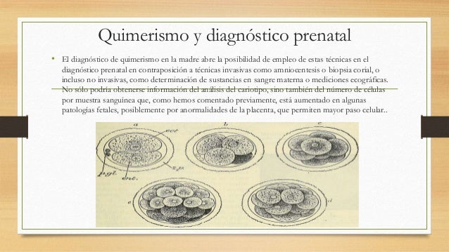 Quimerismo