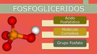 Lipidos y proteínas "Química" | PPTX