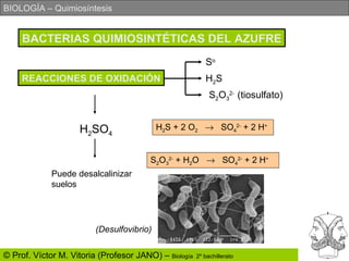 Quimiosintesis | PPT