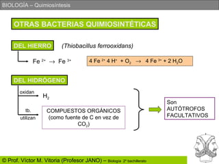 Quimiosintesis | PPT