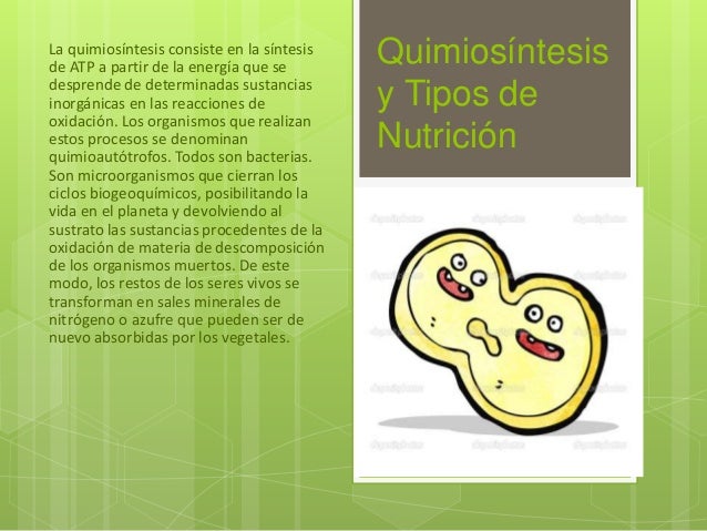 Quimiosíntesis y tipos de nutrición