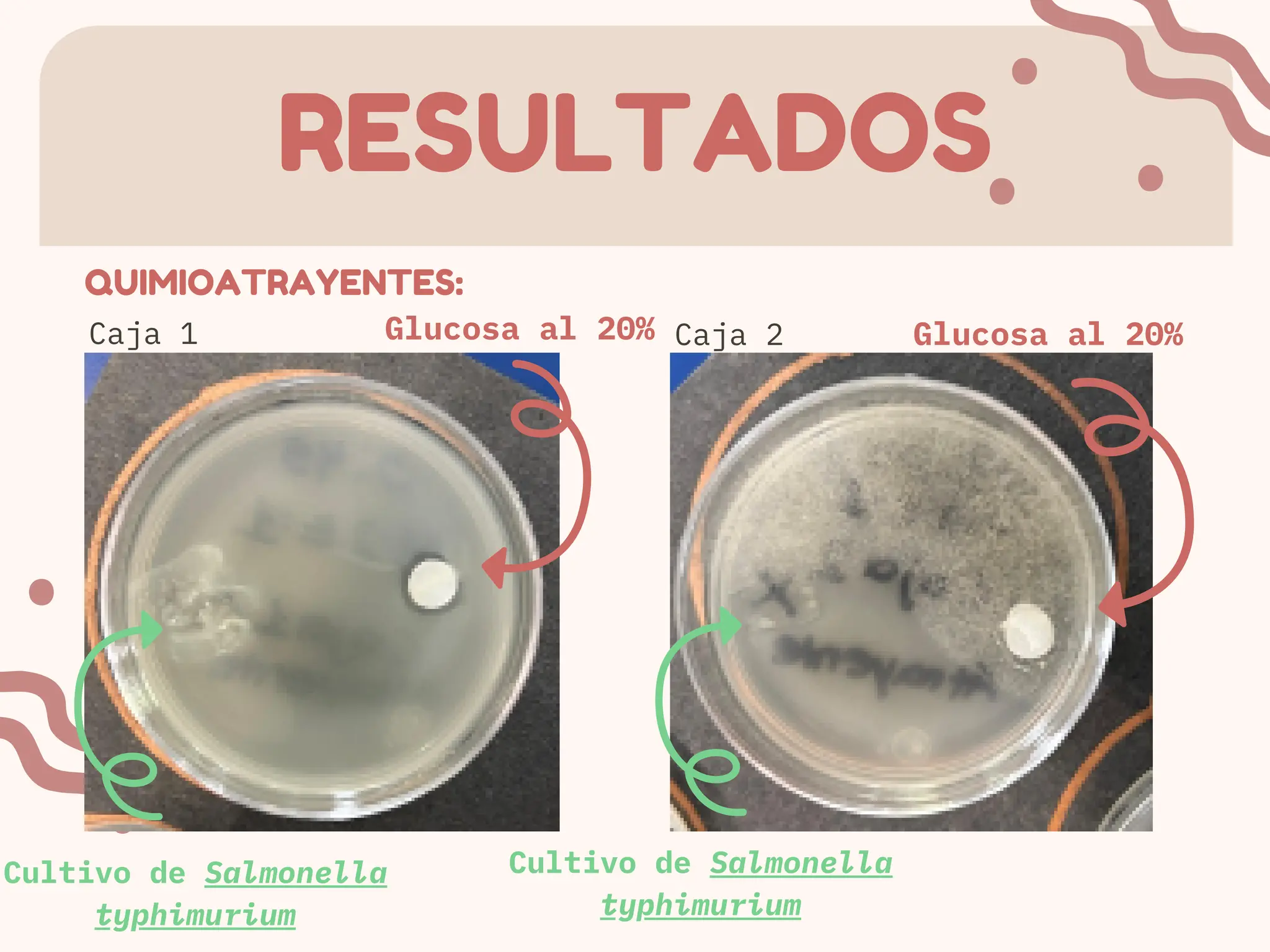 Quimiotaxis bacteriana de la Salmonellas | PDF