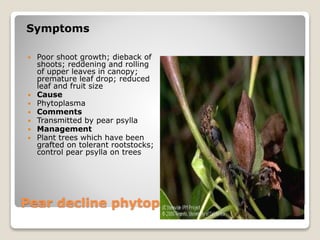 Quince diseases A Lecture on ToT By Allah Dad Khan | PPT
