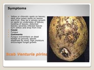 Quince diseases A Lecture on ToT By Allah Dad Khan | PPT