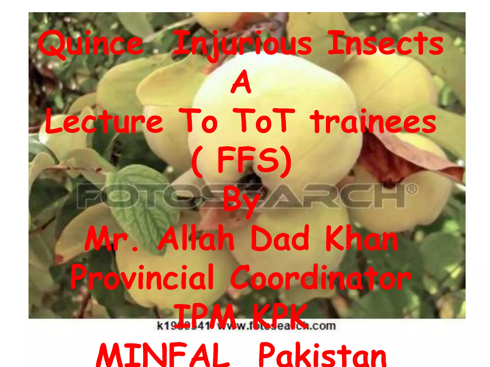 Quince insects A Lecture To ToT trainees ( FFS) By Mr. Allah Dad Khan ...