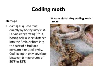 Quince insects A Lecture To ToT trainees ( FFS) By Mr. Allah Dad Khan ...