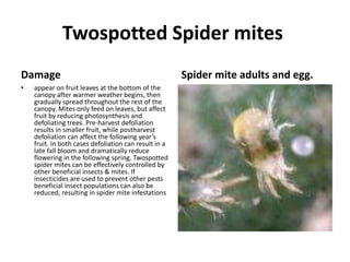 Quince insects A Lecture To ToT trainees ( FFS) By Mr. Allah Dad Khan ...