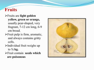 Quince Presentation. Quince cultivation's. Quince PPT. | PPTX