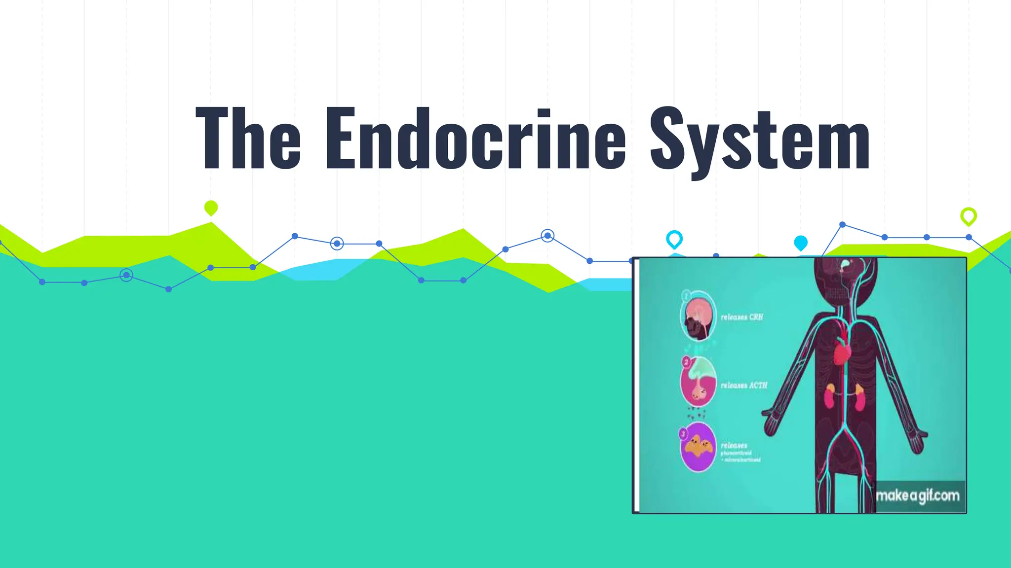 Coordinated Function of the Endocrine, Nervous, and Reproductive System ...