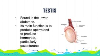 Coordinated Function of the Endocrine, Nervous, and Reproductive System ...