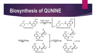 Quinine (2) | PPTX