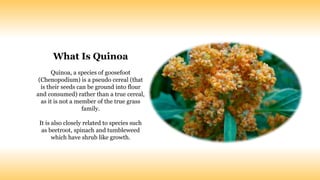 Quinoa Nutrition | PPTX
