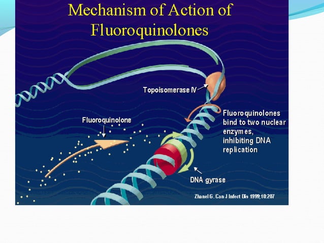 Quinolones | PPT