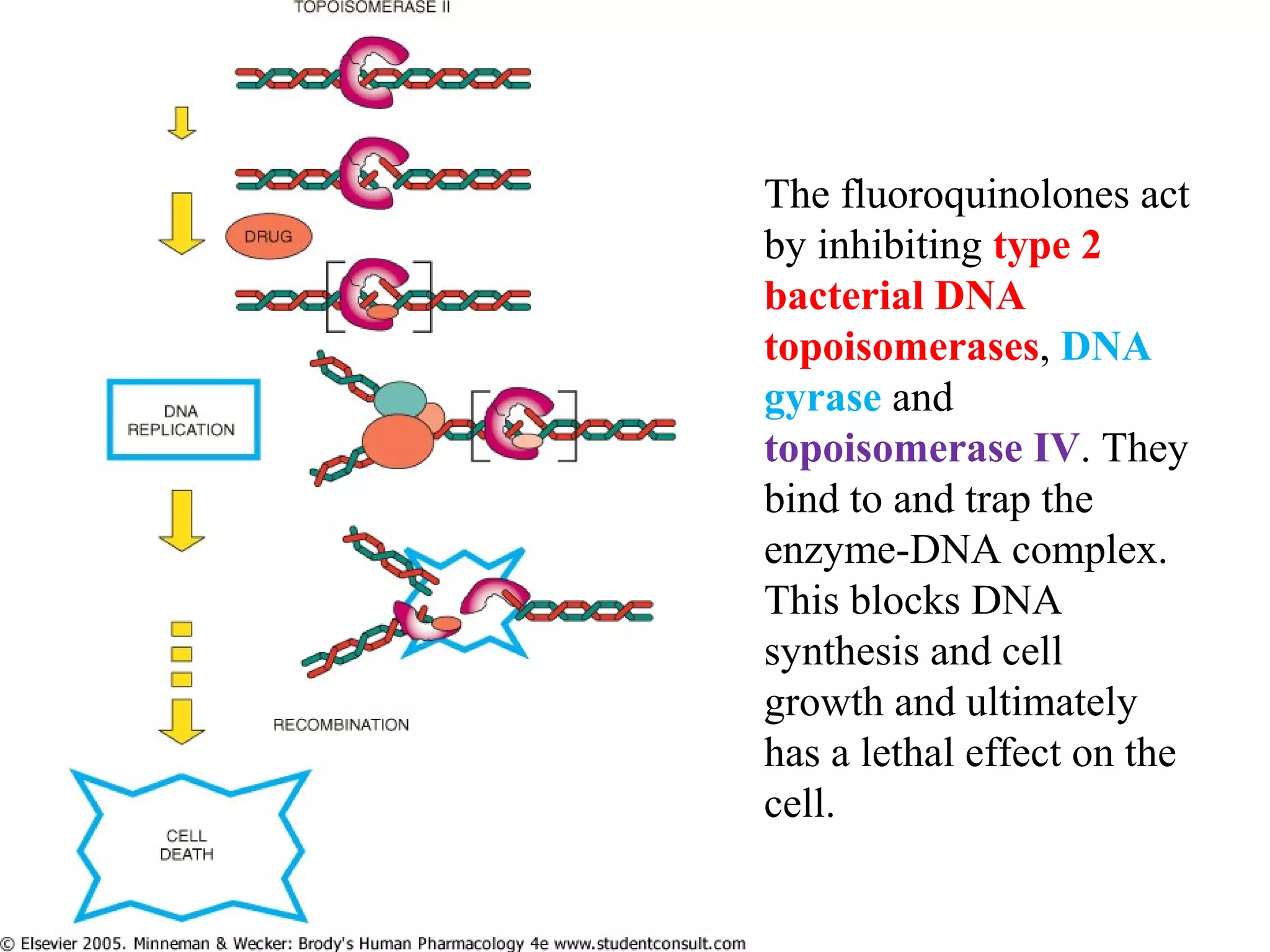 Quinolones and fluoroquinolones | PPT