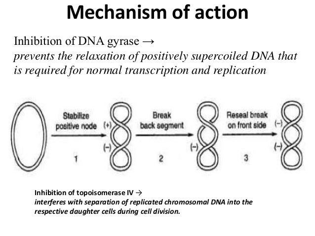 DNA Gyrase Inhibitors -Quinolones,Fluoroquinolones