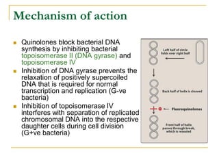 Quinolones Lec..pdf