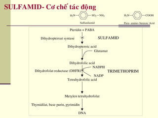 Quinolon va sulfamid | PDF