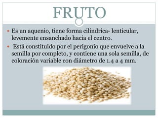 la quinua | PPTX