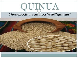 la quinua | PPTX