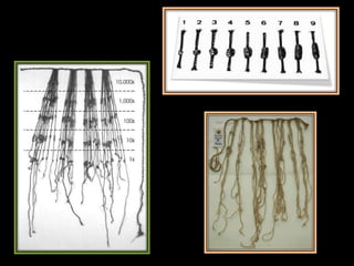 Quipu (Ancient Inca Knot System) | PPSX