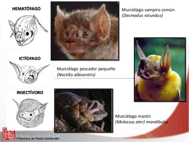 GENERALIDADES DE LOS QUIROPTEROS