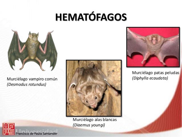 GENERALIDADES DE LOS QUIROPTEROS