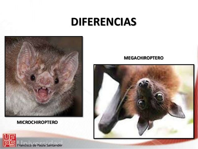 GENERALIDADES DE LOS QUIROPTEROS