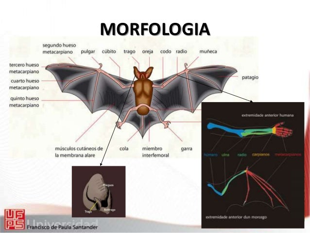 GENERALIDADES DE LOS QUIROPTEROS