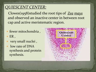 Quiscent center | PPTX