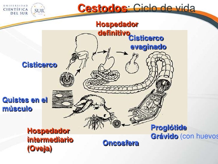 Quiste hidatidico y cisticerco ucsur
