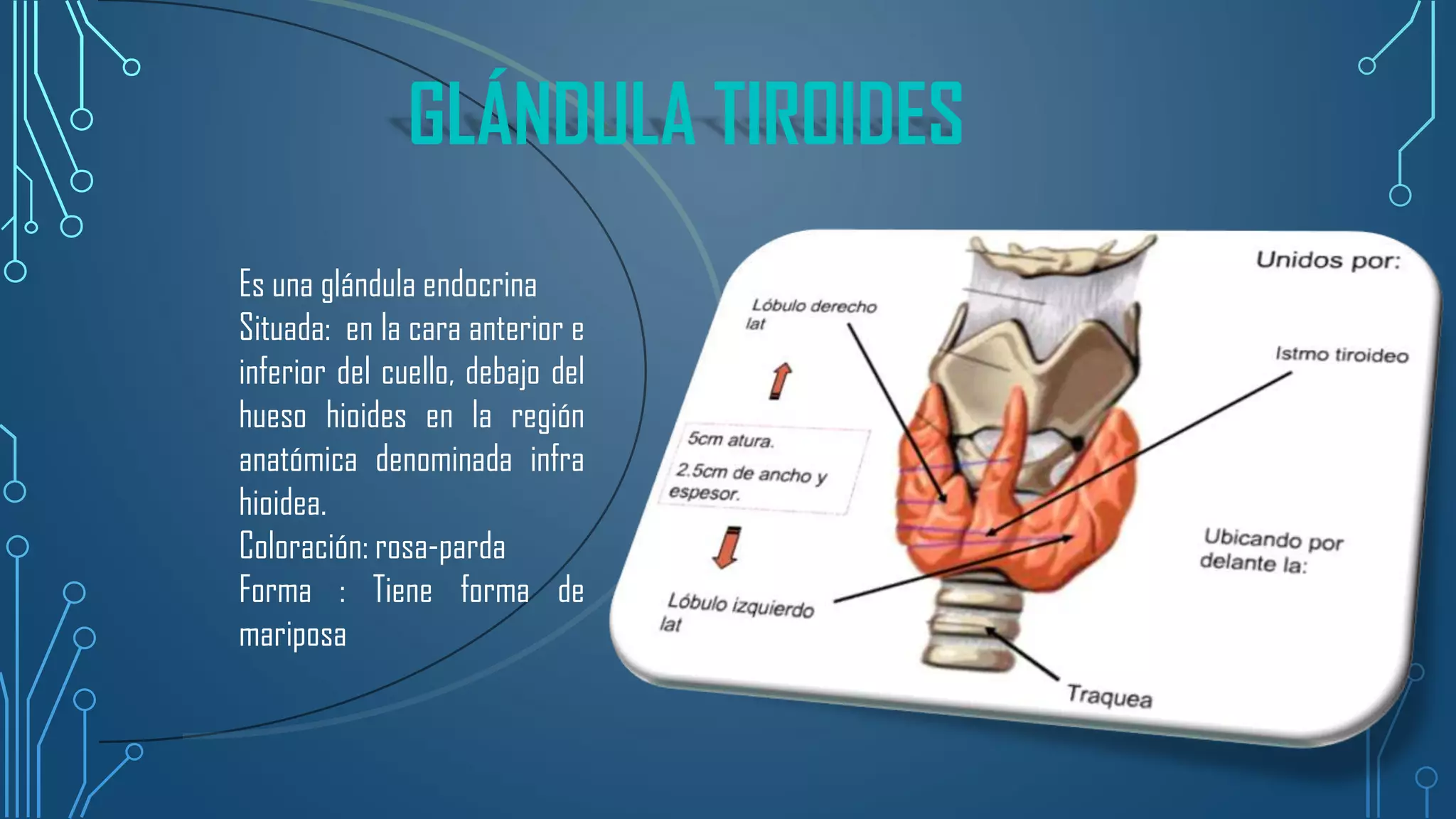 Persistencia del conducto tirogloso | PPTX