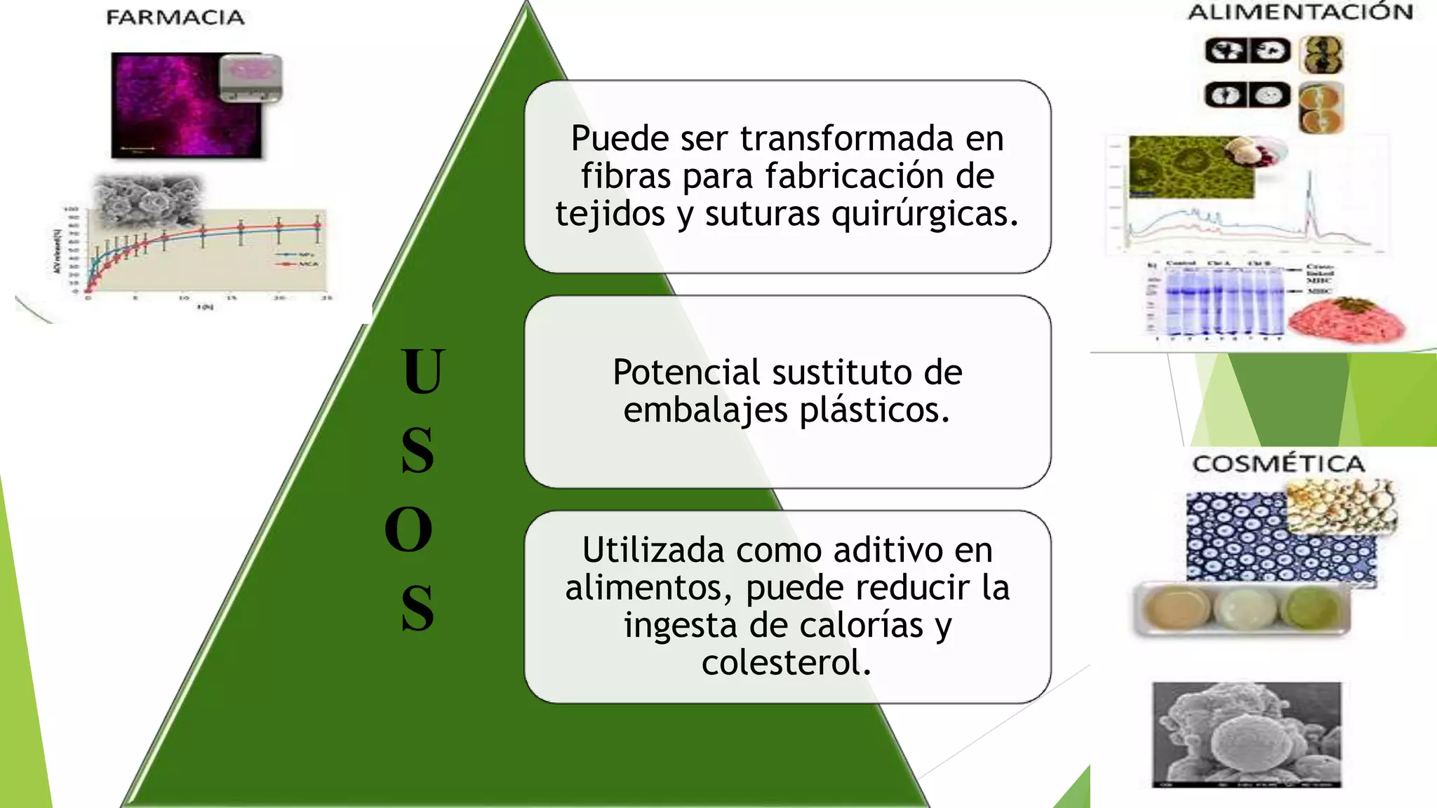 Quitina: Características, funciones y aplicaciones. | PPTX