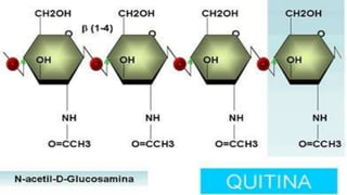 Quitina: Características, funciones y aplicaciones. | PPTX