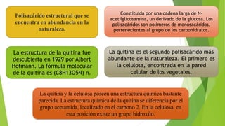 Quitina: Características, funciones y aplicaciones. | PPTX