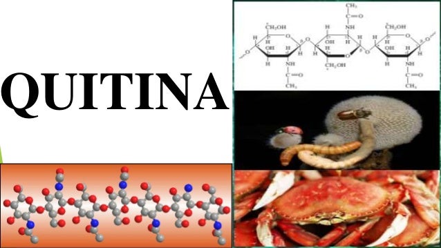 Quitina: Características, funciones y aplicaciones.