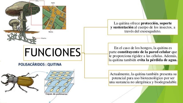 Quitina: Características, funciones y aplicaciones.