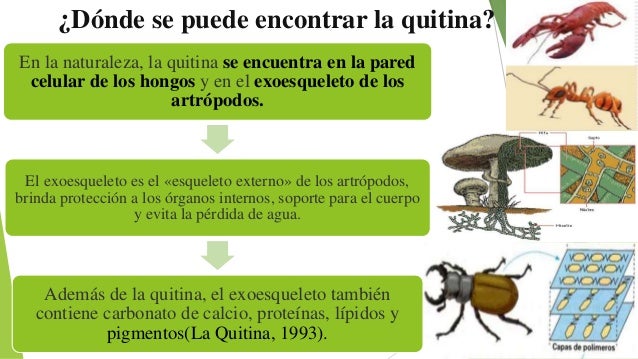 Quitina: Características, funciones y aplicaciones.