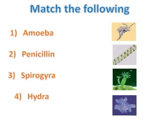 Quiz on diversity in living organisms | PPT