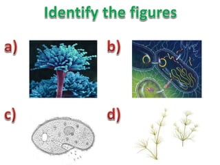 Quiz on diversity in living organisms | PPTX