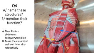 Quiz 1 Abdomen this quiz help students .pdf