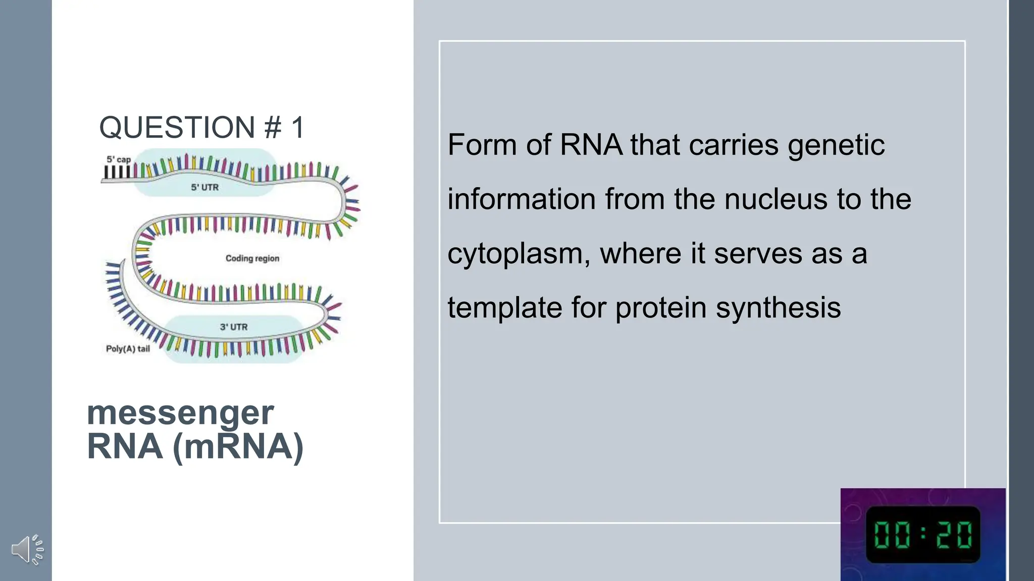 Quiz bee DNA^J Protein Synthesis^J Genetics Engineering.pptx