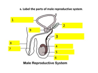 Male Reproductive Anatomy Diagram Quiz