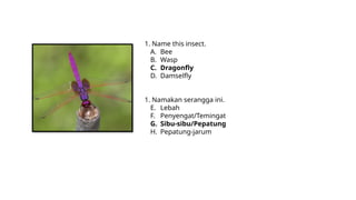 10 question quiz about insects in tropical countries | PPTX