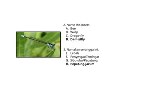 10 question quiz about insects in tropical countries | PPTX