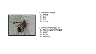 10 question quiz about insects in tropical countries | PPTX