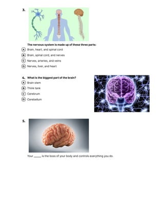 Quiz nervous system Class V | PDF