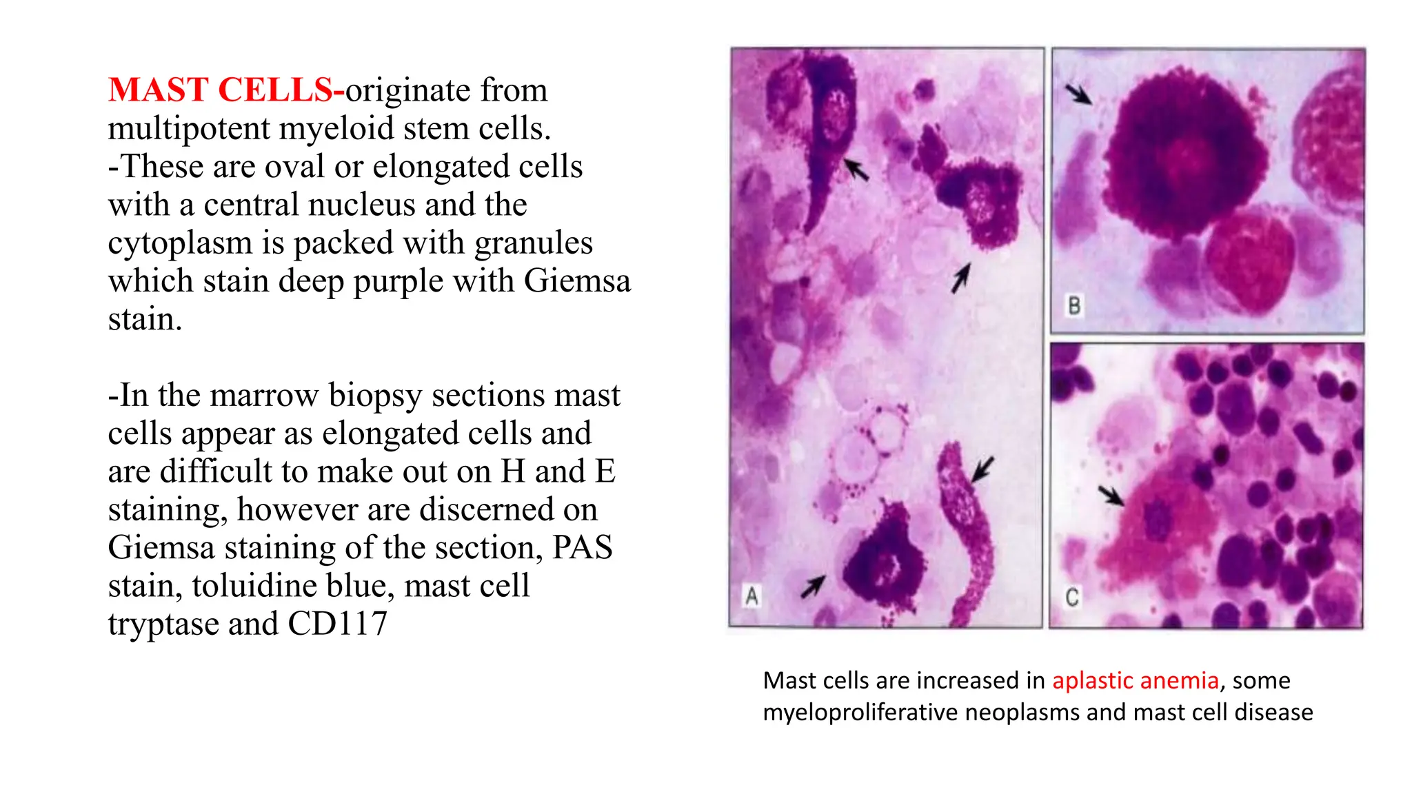 QUIZ ON BONE MARROW-MICROCYTIC + APLASTIC.pptx
