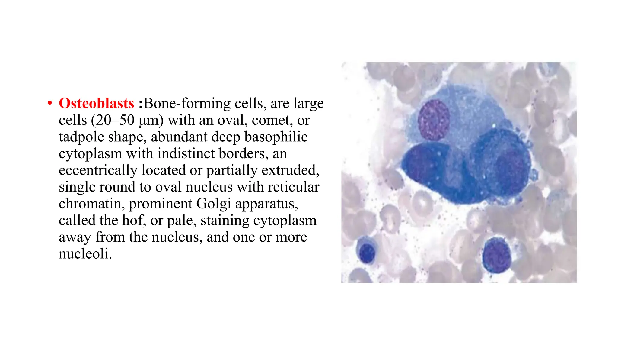 QUIZ ON BONE MARROW-MICROCYTIC + APLASTIC.pptx