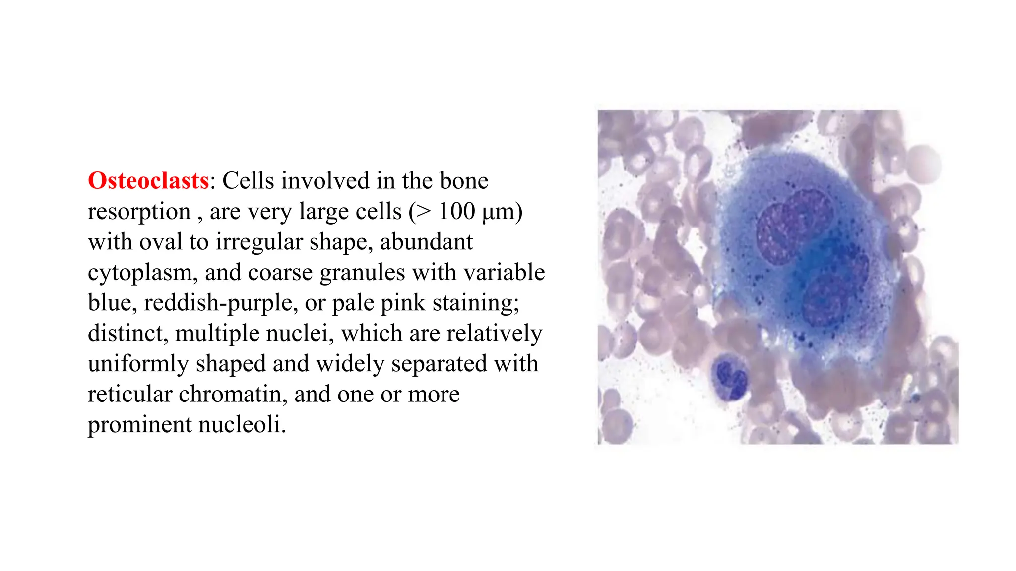 QUIZ ON BONE MARROW-MICROCYTIC + APLASTIC.pptx